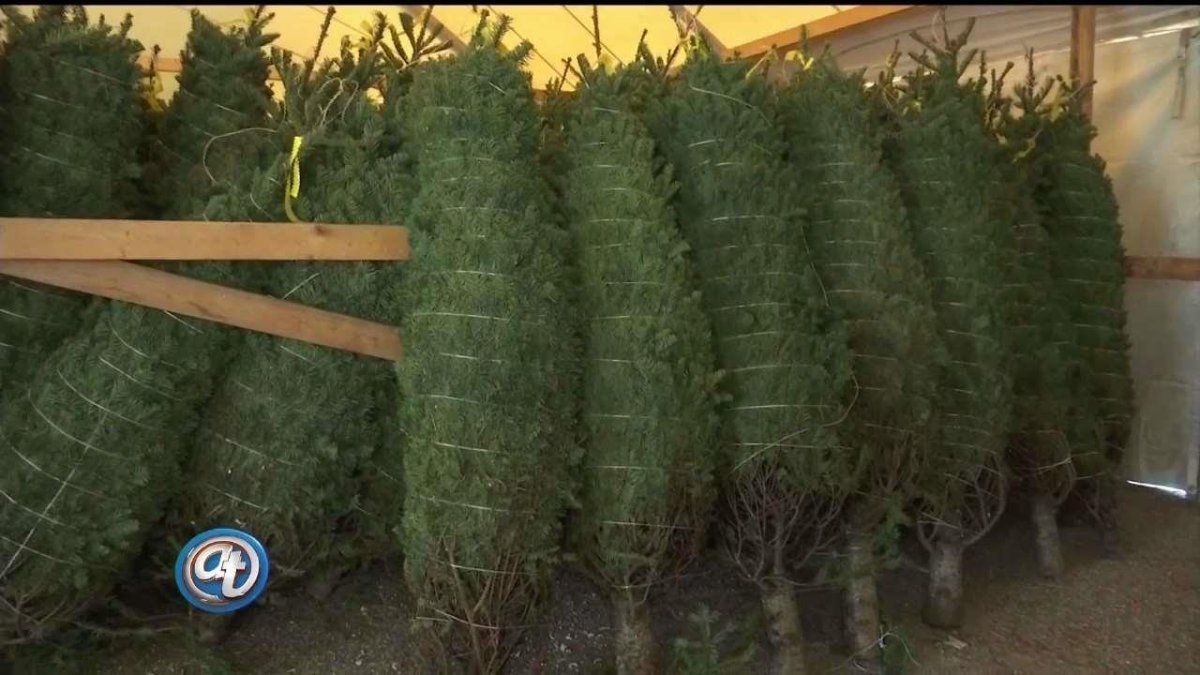 Consejos al comprar un pino natural – Telemundo McAllen (40)