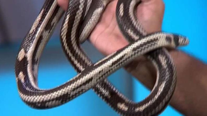 Serpiente rey de california – Telemundo McAllen (40)