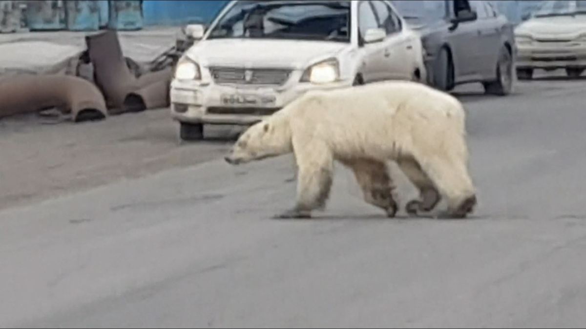 Desgarrador video: oso raquítico pasea por calles de Rusia – Telemundo ...