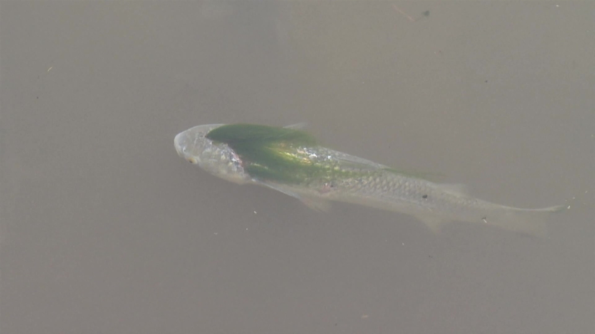 Los sorprendentes peces con largas cabelleras – Telemundo McAllen (40)