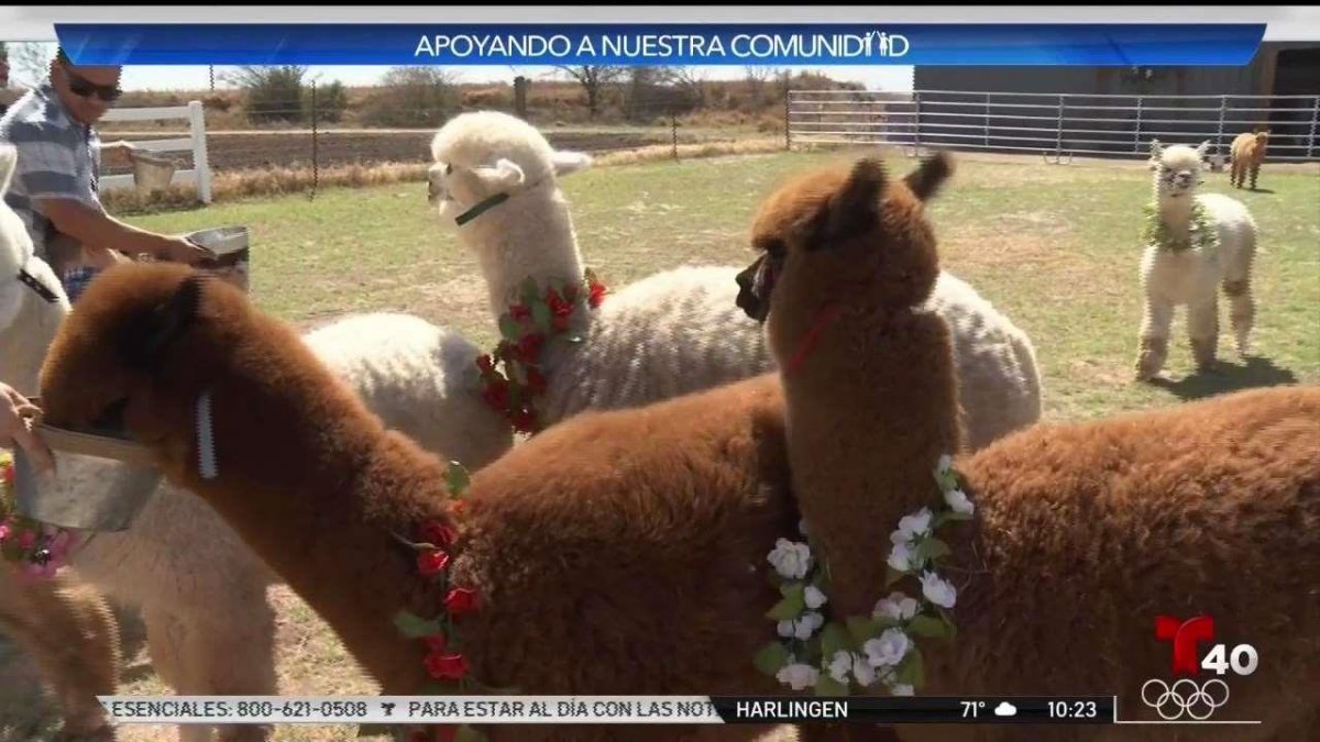 Alpaquita Ranch, rancho de alpacas para toda la familia – Telemundo ...