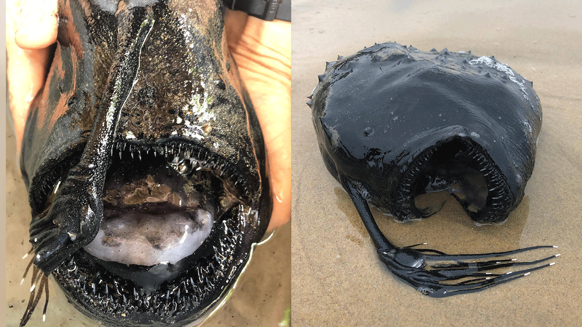 Hallan pez raro en las costas de California – Telemundo McAllen (40)