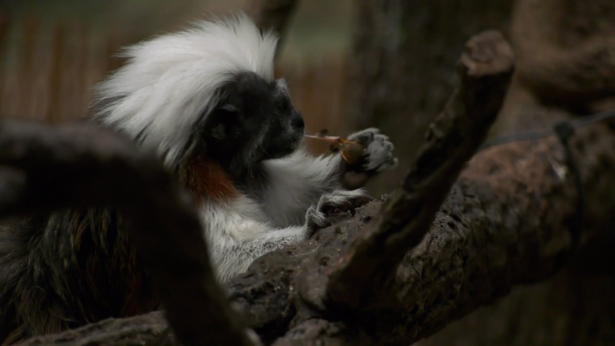 Mira a los animales comer cigarras en el Zoológico de Brookfield en ...