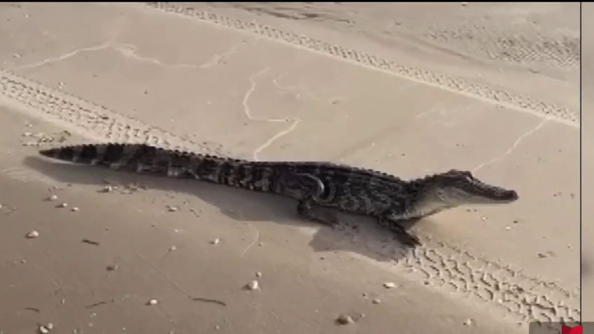 Aparece otro caimán en la Isla del Padre Sur – Telemundo McAllen (40)