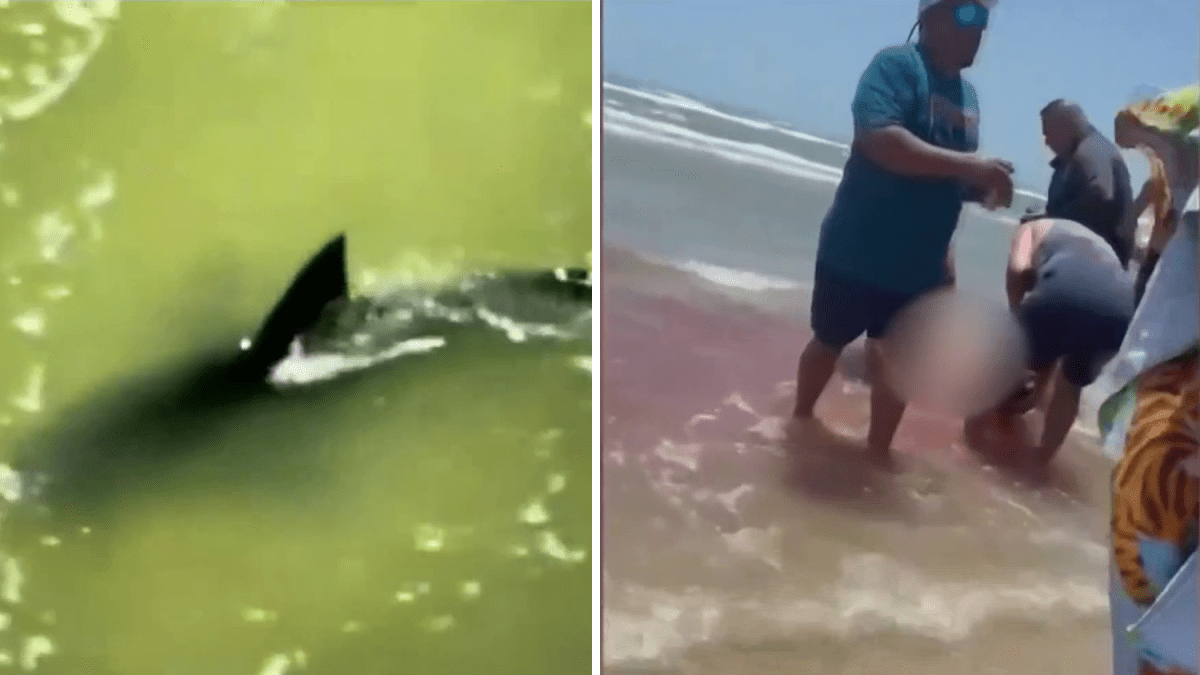 Tiburón muerde a dos persona en la Isla del Padre Sur – Telemundo ...