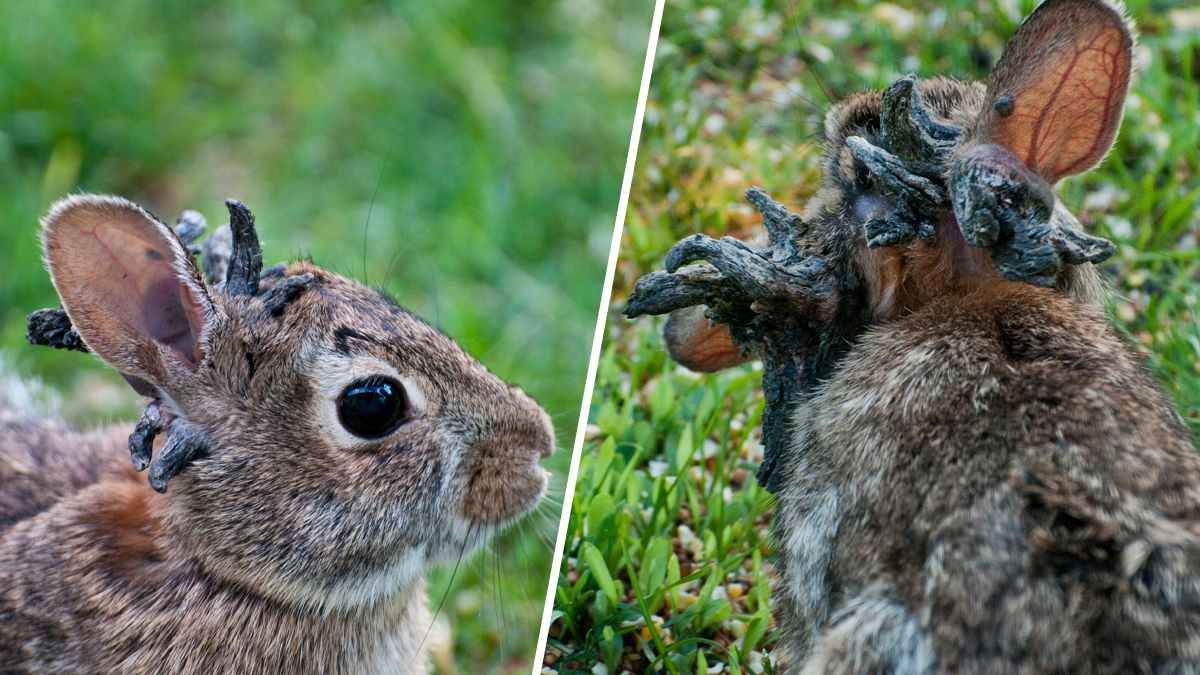 Hallan conejos con “cuernos” en Fort Collins: ¿son contagiosos ...